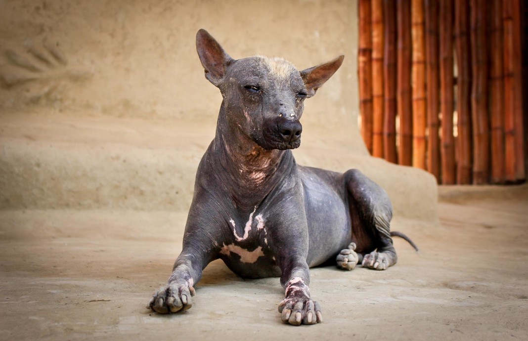 The New York Times: perro sin pelo peruano es un 'tesoro vivo' del Perú