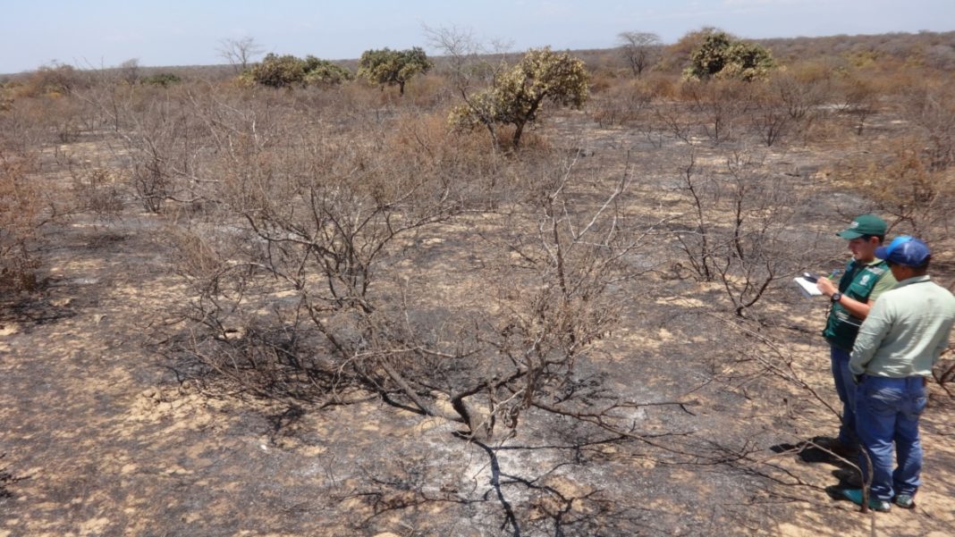 Piura Incendios Forestales Afectaron Más De 10 000 Hectáreas De