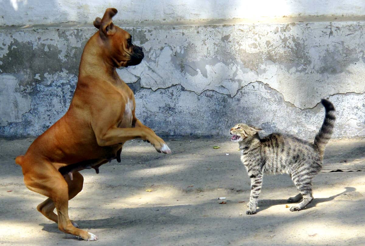 ¿es Realmente Cierto Que Los Perros Y Los Gatos Se Odian