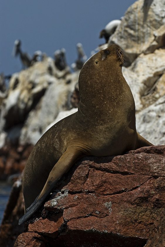 Promueven investigación para preservar islas Ballestas y Chincha en Ica