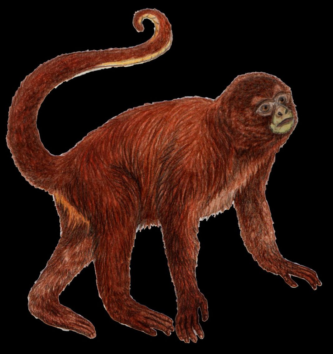 BCR: El mono choro cola amarilla es el protagonista de la nueva moneda