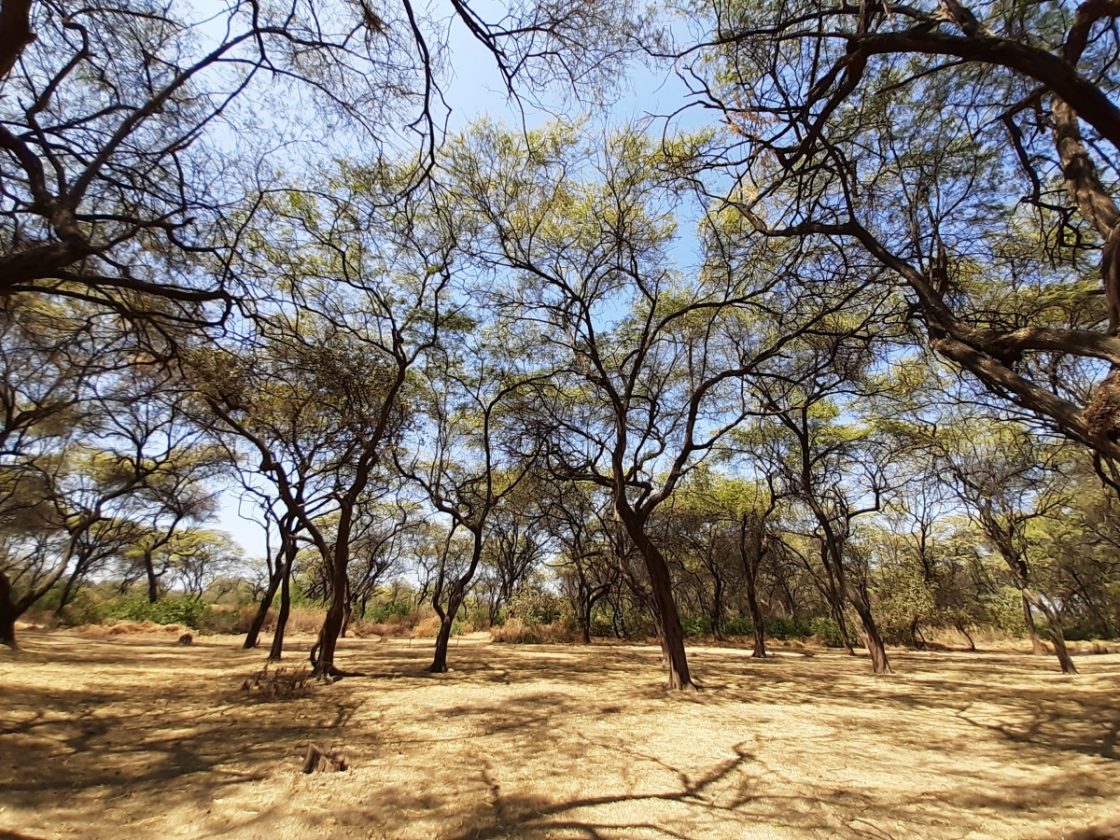 Aún hay plazo para el concurso de fotografía "Conociendo los bosques secos"