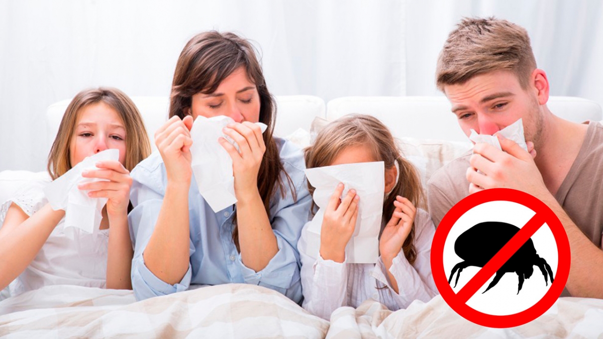 8 maneras para deshacerse de los ácaros y evitar enfermedades