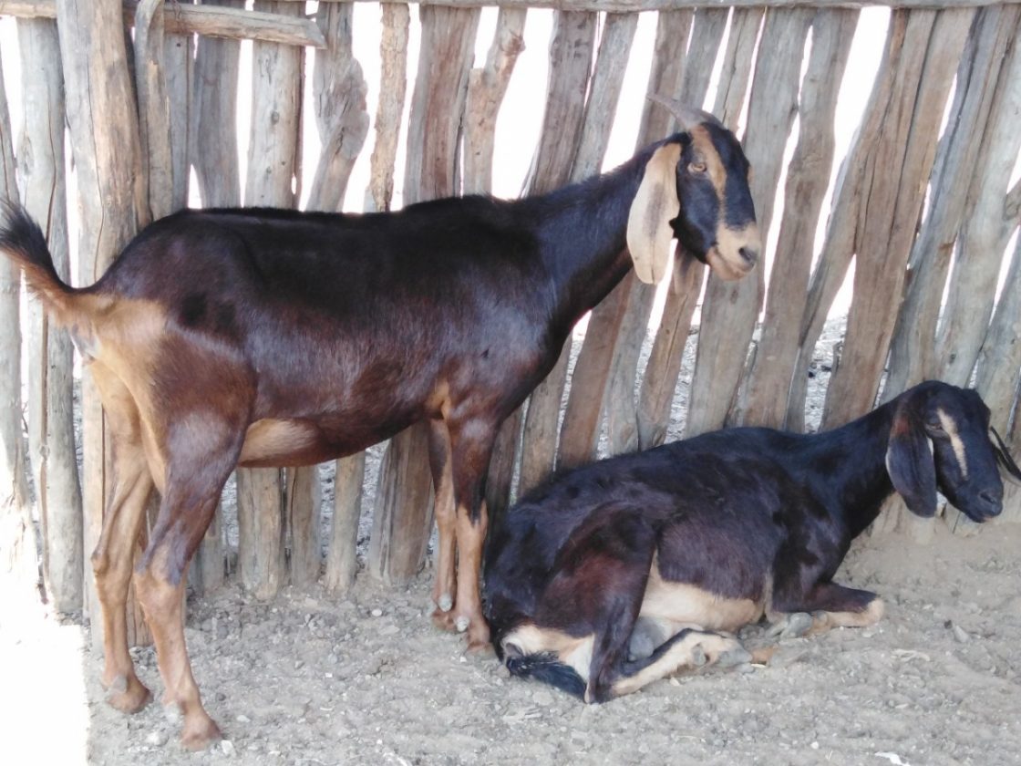 Piura tiene la mayor población de ganado caprino a nivel nacional