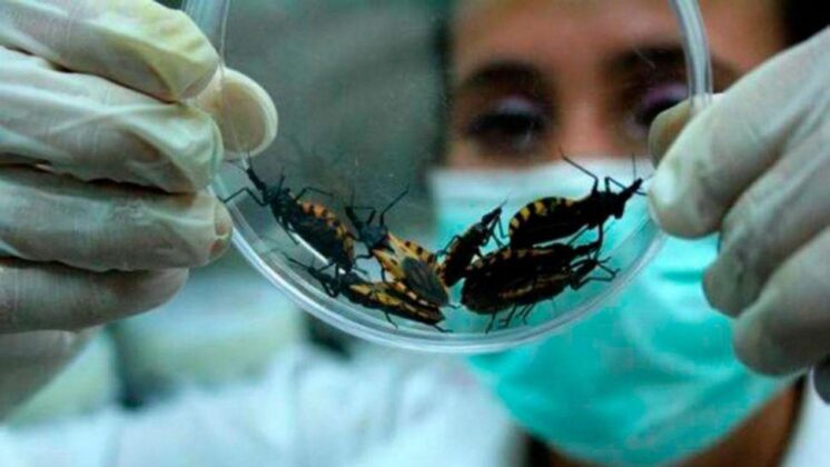Primer caso de Chagas en Piura: Síntomas y causas de la enfermedad ...