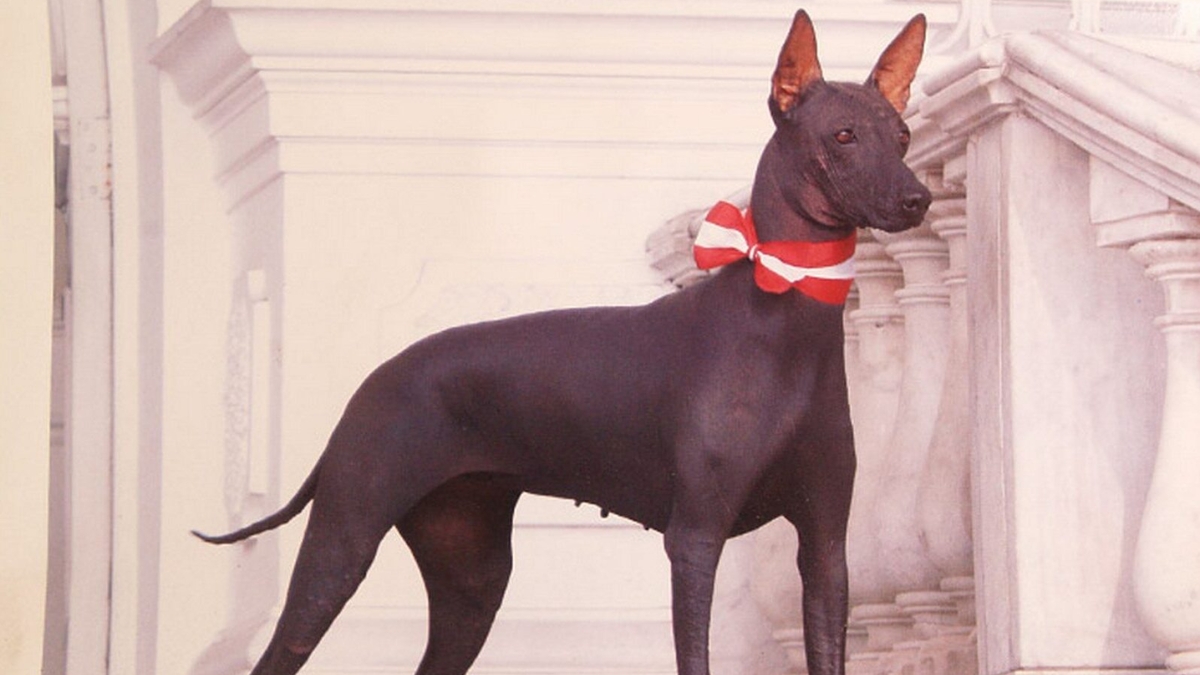 Viringo, el perro sin pelo peruano que ayuda con el asma | Walac Noticias