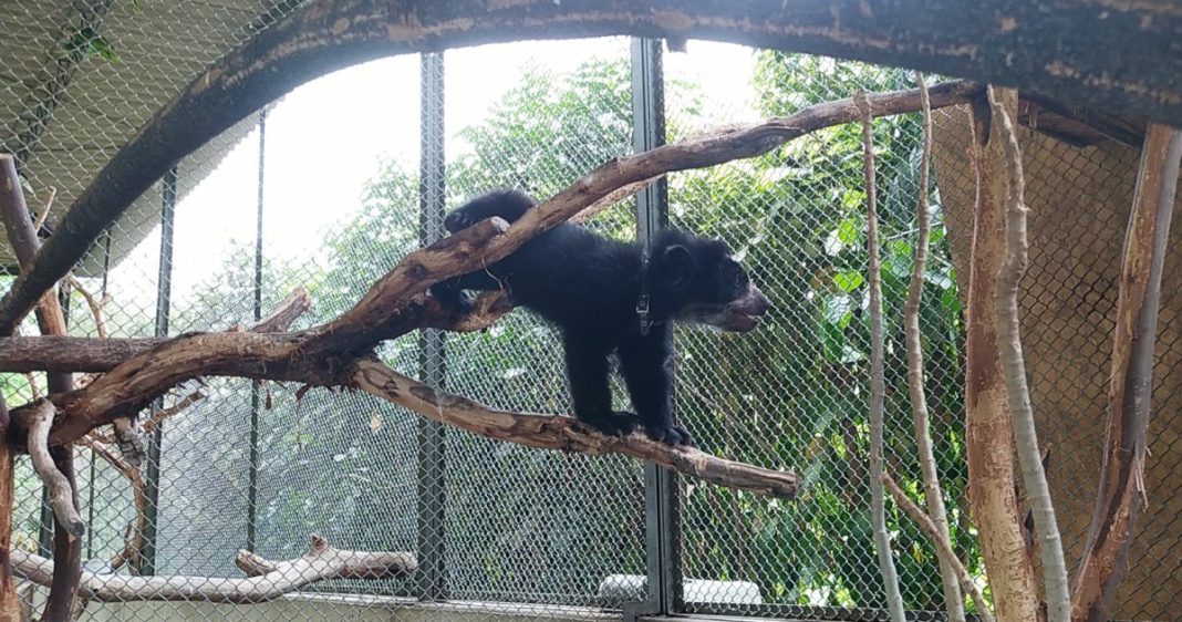 Serfor rescata a cría de oso de anteojos en Huancabamba | Walac Noticias