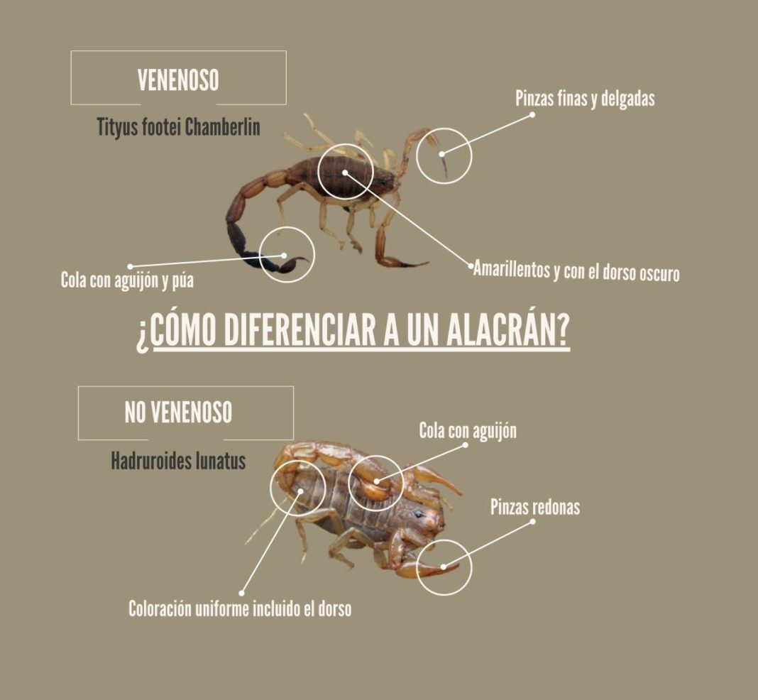 El Alacrán Hadruroides Lunatus El Controlador Natural De Algunas