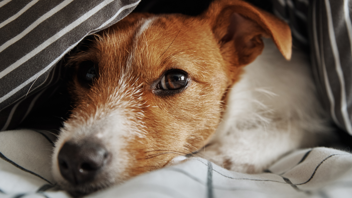 ¿Cómo saber si tu perro tiene frío y qué hacer? | Walac Noticias