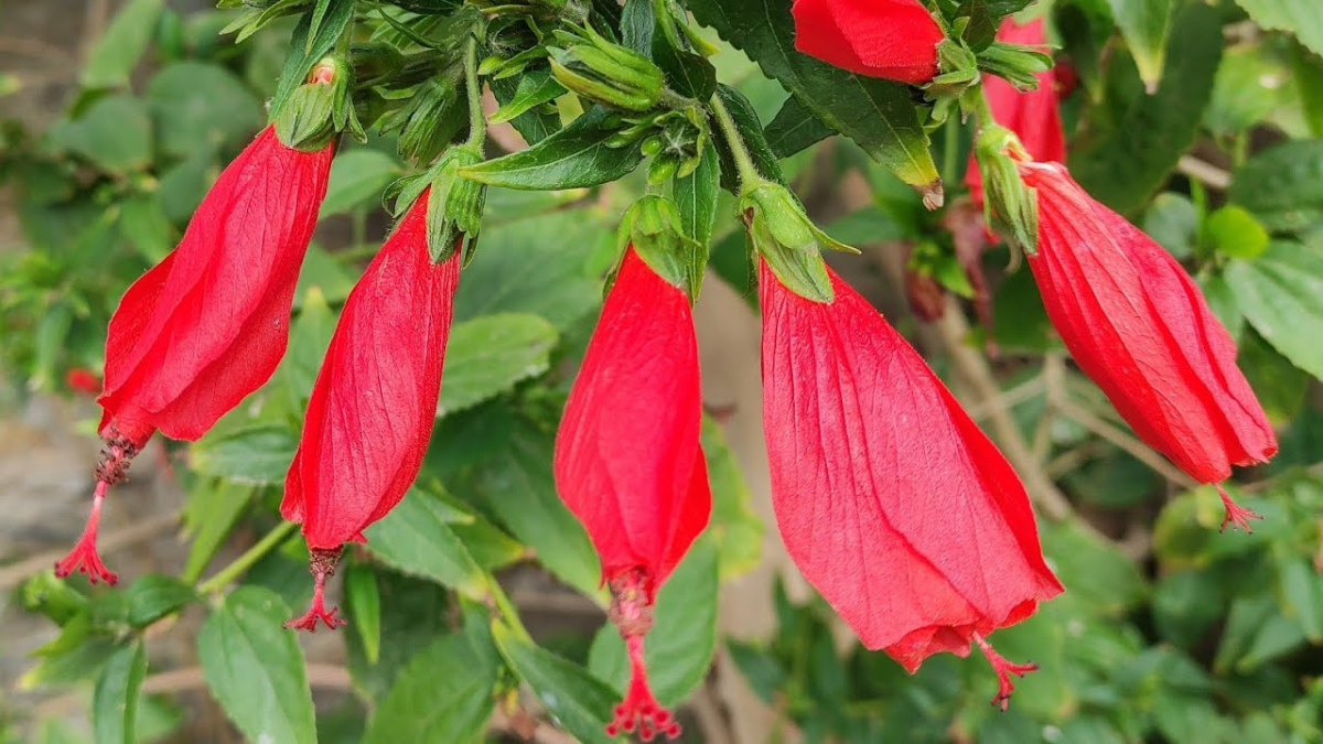 ¿De niño chupaste el néctar de esta flor roja? Conoce los beneficios ...