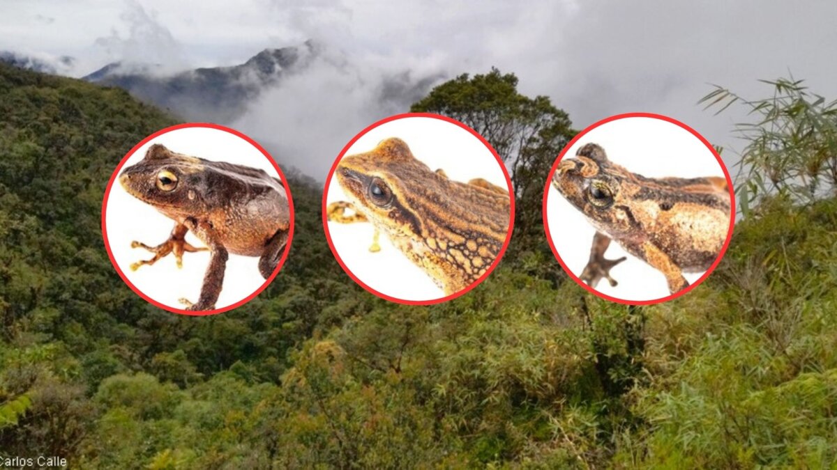 Científicos peruanos descubren tres nuevas especies de ranas en ...